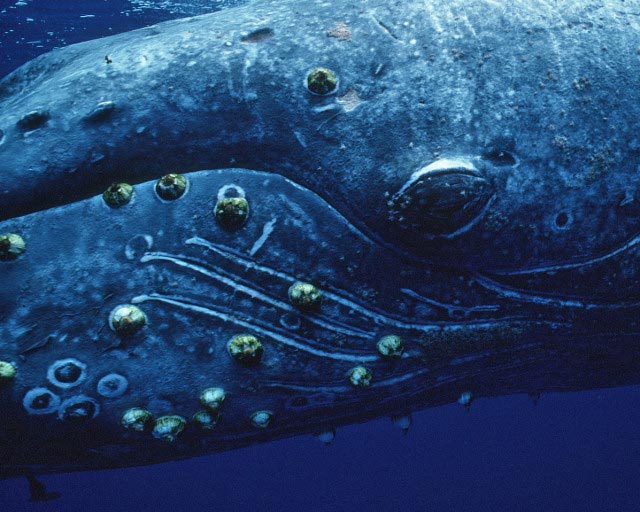 The Life and Times of a Humpback Whale Barnacle