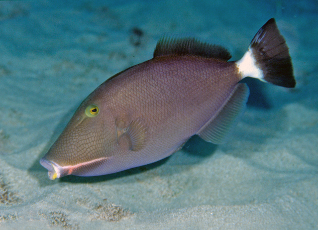 It Took Years to Find out the Sex of One of Our Favorite Fish