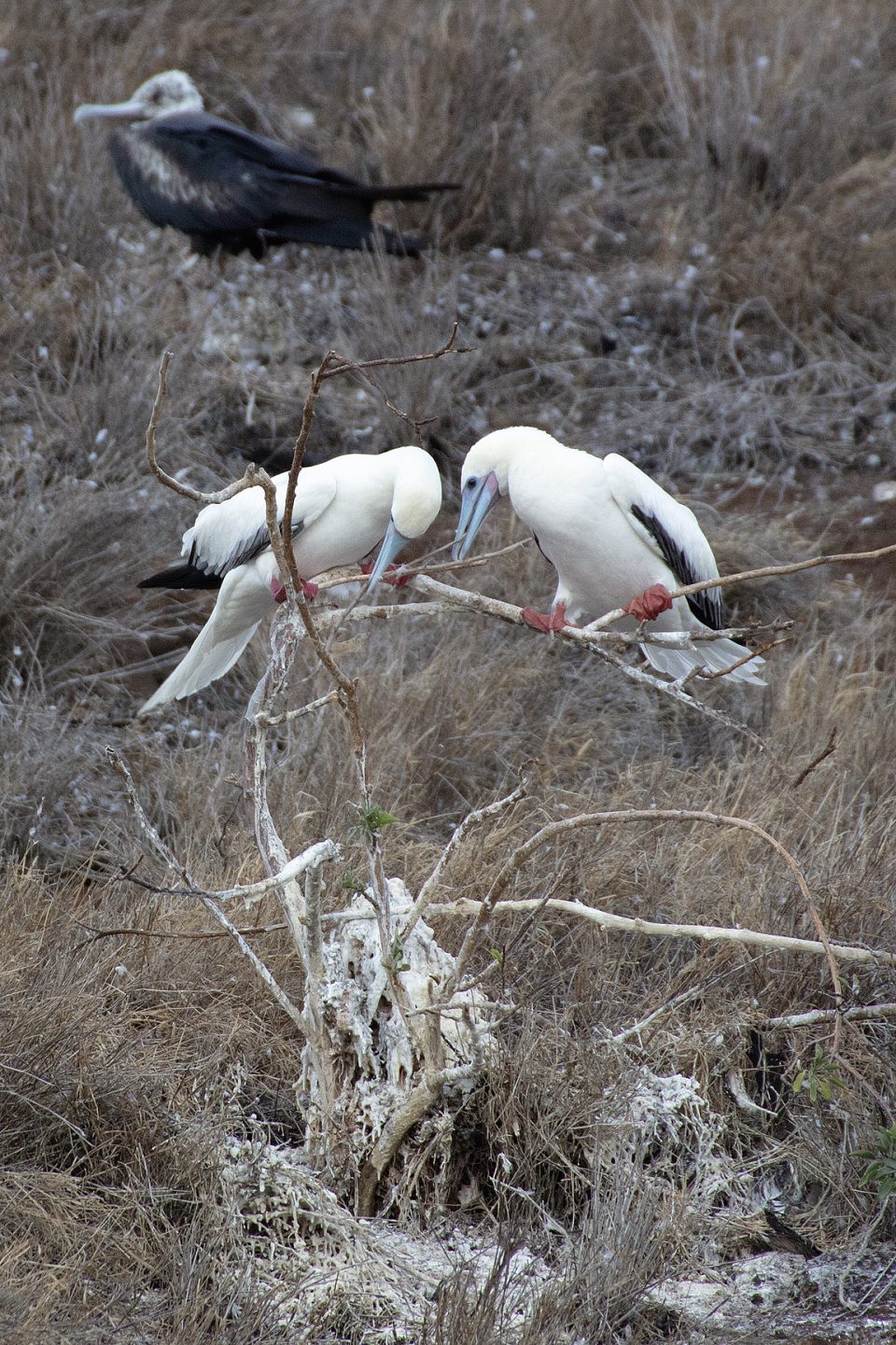 Red-footed Boobies at Molokini Islet - First Verified Sighting